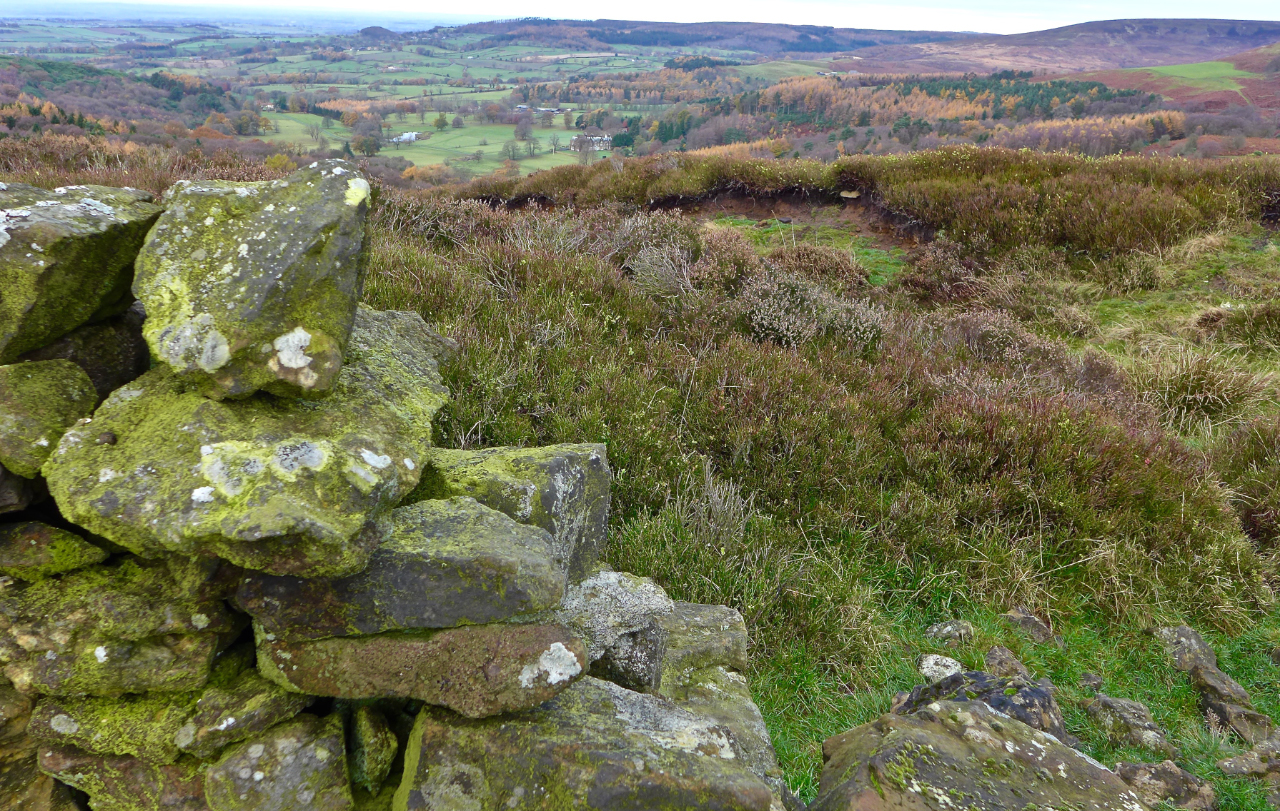 A Slip on a Cowpat, the Belted Galloways (not George) – secretwalkscom